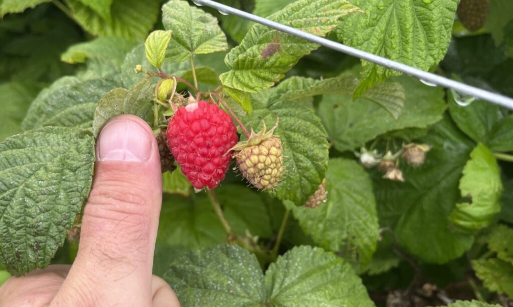 Dr Youngs Pond Berry Farm – Home of the sweetest berries in North Carolina